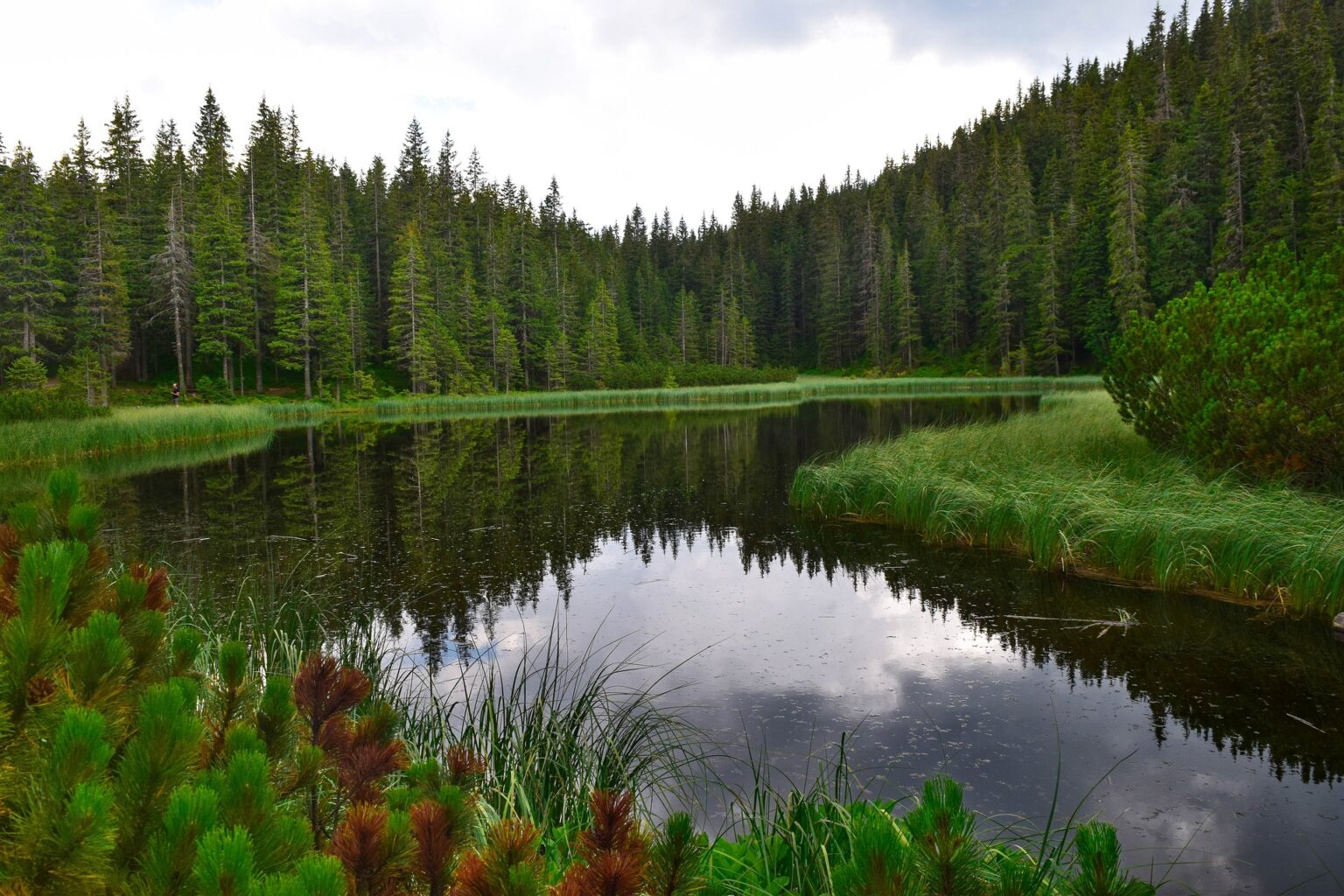 About - European Institute of Planted Forest - IEFC