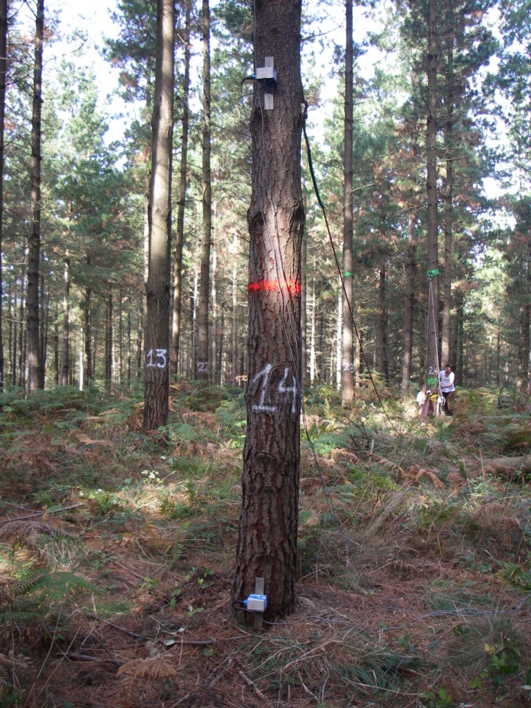 Worldwide Tree-Pulling Database hosted by IEFC - European Institute of ...