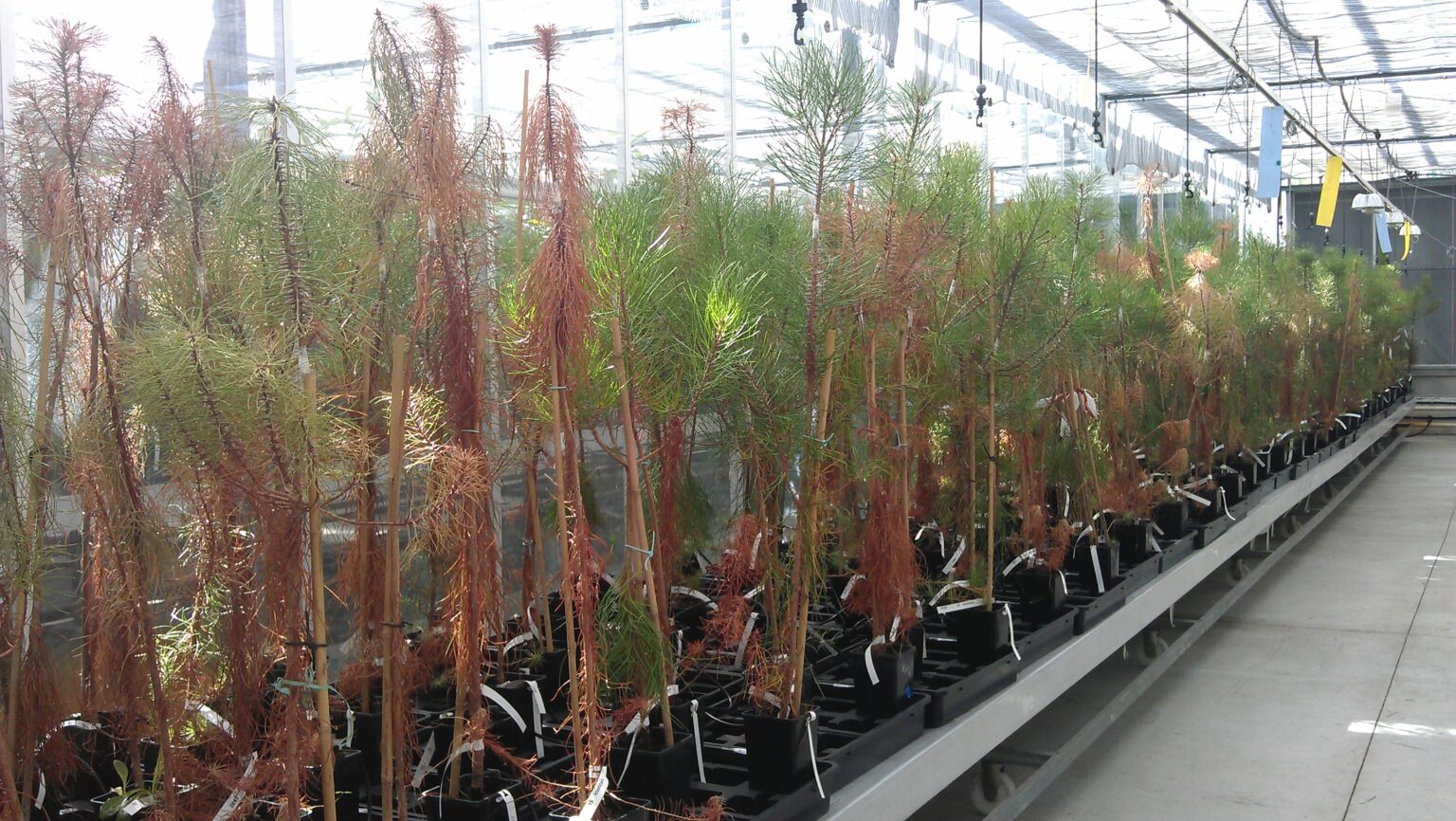 Current Scenario of the Pine Wood Nematode in Galicia (Spain ...